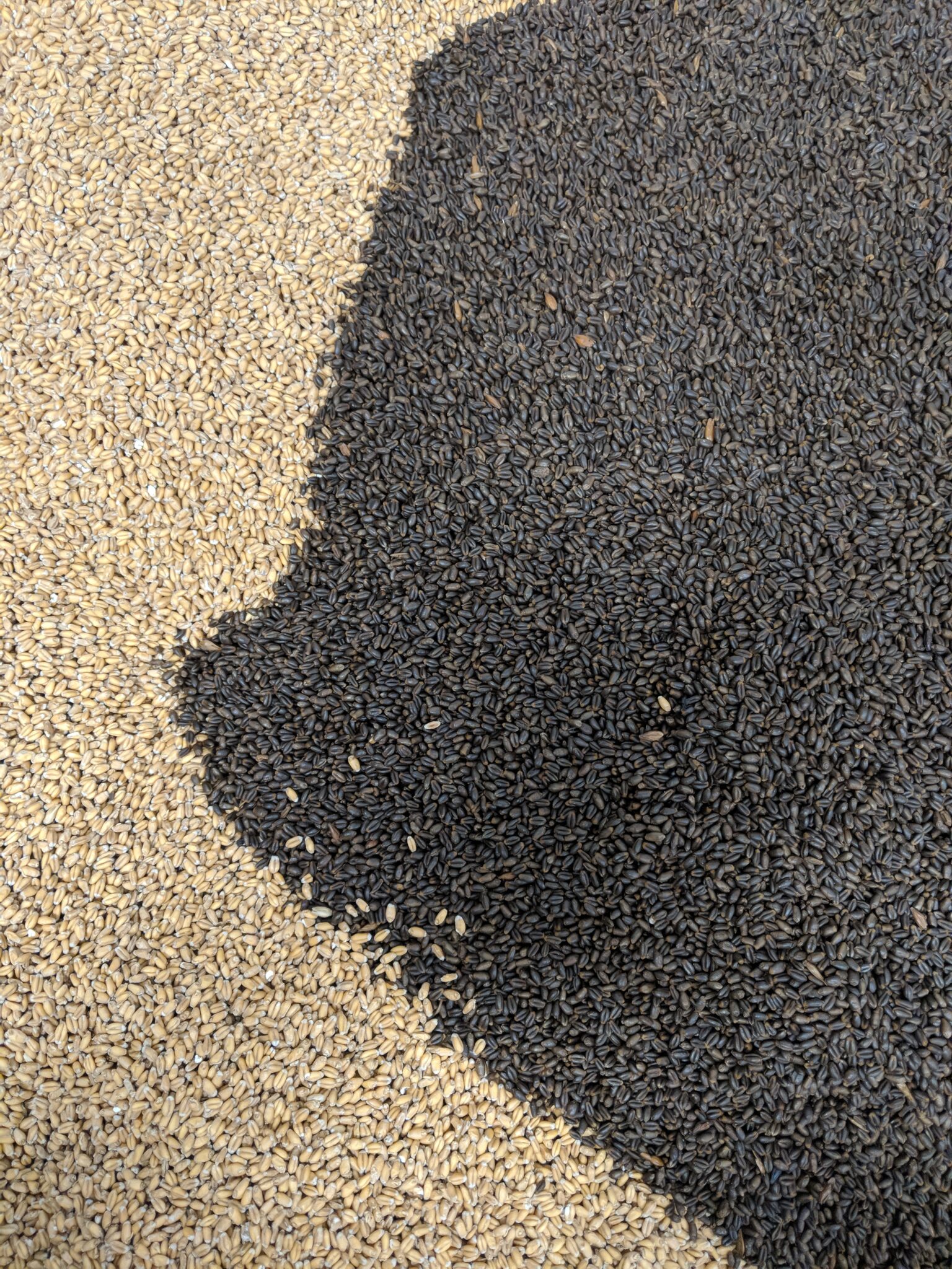 From Field to Glass: The Art and Science of Malting at Riggs Beer